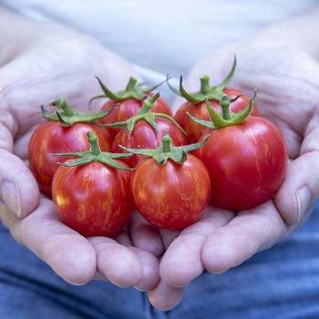 Cherrytomato Sunrise Bumblebee - Tomato - Vegetable seeds