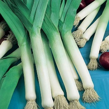 Summer leek Bulgarian Giant