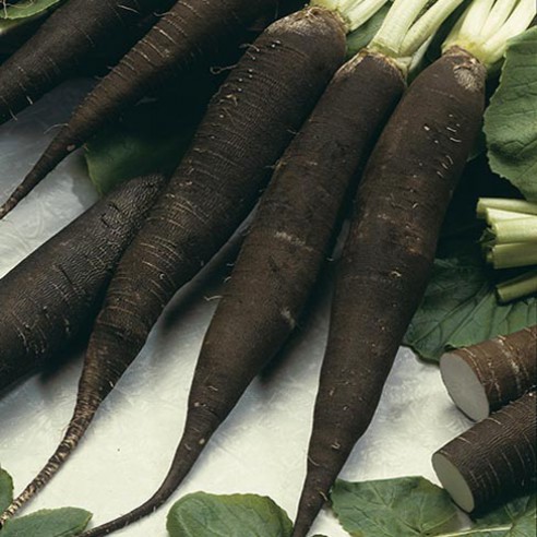 Black Radish - Vegetable seeds? Buy high quality seeds at 123seeds.com ...
