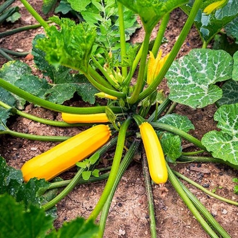 Courgette - Vegetable seeds? Buy high quality seeds at 123seeds.com ...