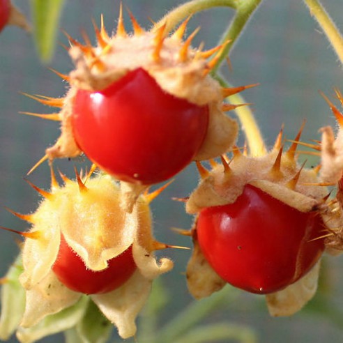 Litchi tomato - Vegetable seeds? Buy high quality seeds at 123seeds.com ...