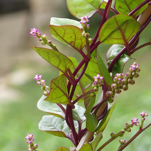 Malabar Spinach - Vegetable seeds? Buy high quality seeds at 123seeds ...