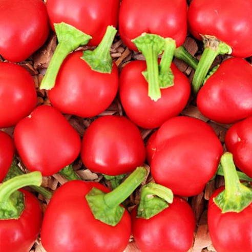 123seeds | Your garden seeds specialist, fast and reliable