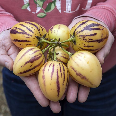 Pepino - Vegetable seeds? Buy high quality seeds at 123seeds.com. Fast ...