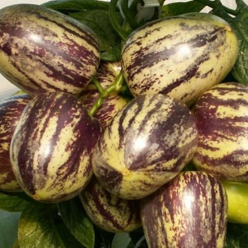 Pepino - Vegetable seeds? Buy high quality seeds at 123seeds.com. Fast ...