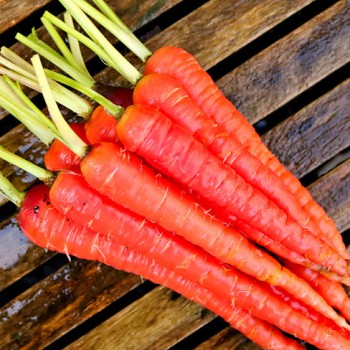 atomic red carrot