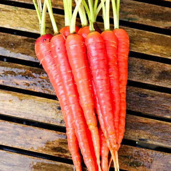 atomic red carrot