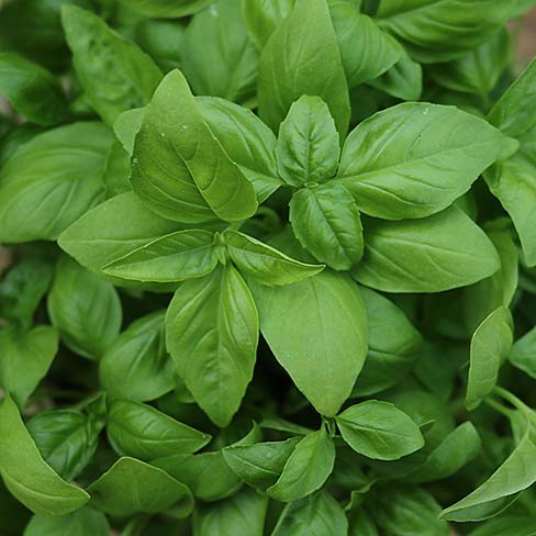Basil Italiano Classico