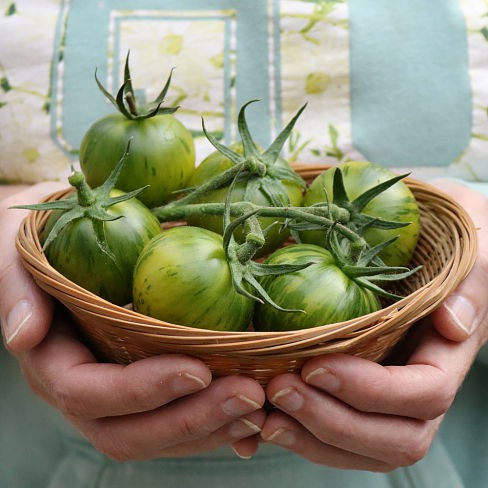 Cherry tomato Abracazebra