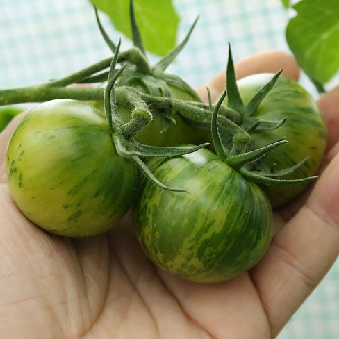 Cherry tomato Abracazebra