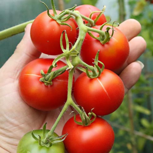 Tomato Ailsa Craig