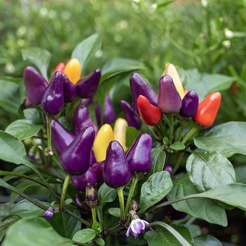 Hot pot pepper Aurora