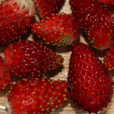 Alpine Strawberry Baron von Solemacher