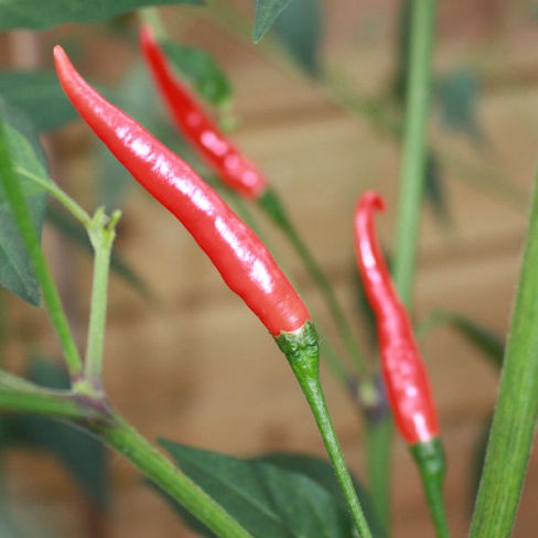 Hot pepper Bird Eye