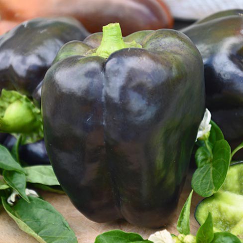 Sweet Bell pepper Black Blocky