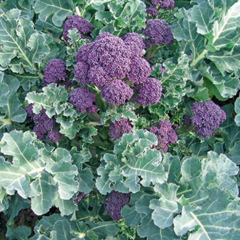 Broccoli Summer Purple - Broccoli - Vegetable seeds