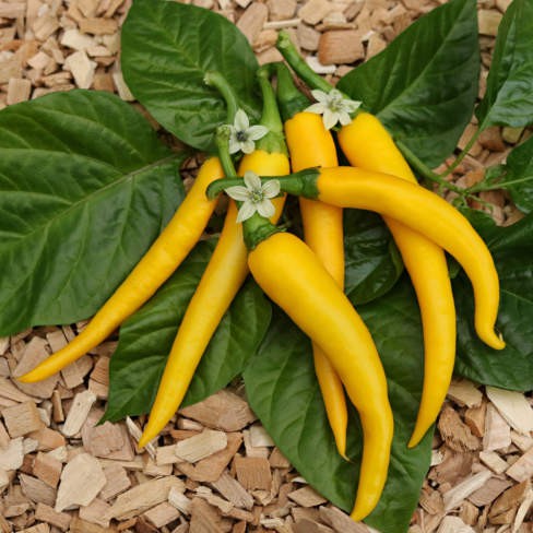 Hot pepper Cayenne Golden - Vegetable seeds