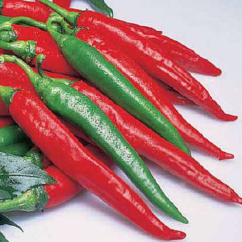 Hot pepper Cayenne red