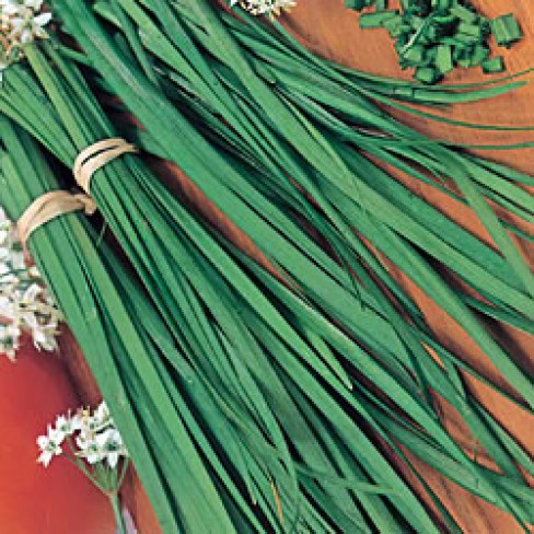 Garlic Chives (Chinese Chives)