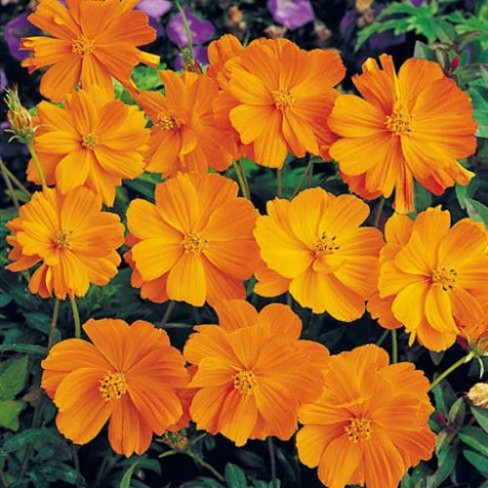 Cosmos Sunset Orange - Flower seeds