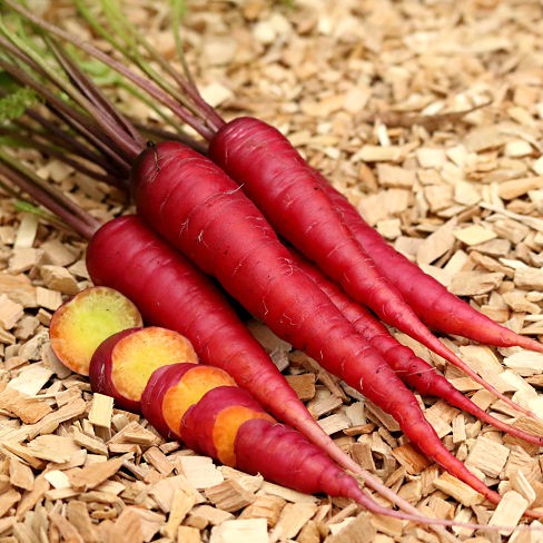 Carrot Cosmic Purple