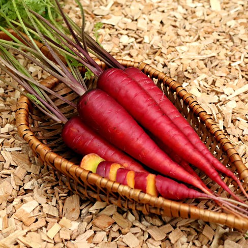 Carrot Cosmic Purple
