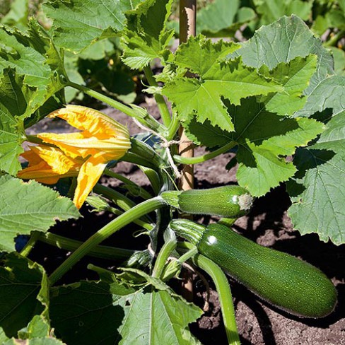 Climbing Courgette Black Forest F1