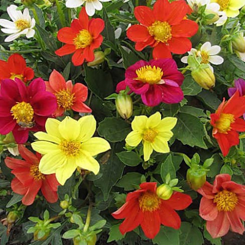 Dahlia Mignon mixed