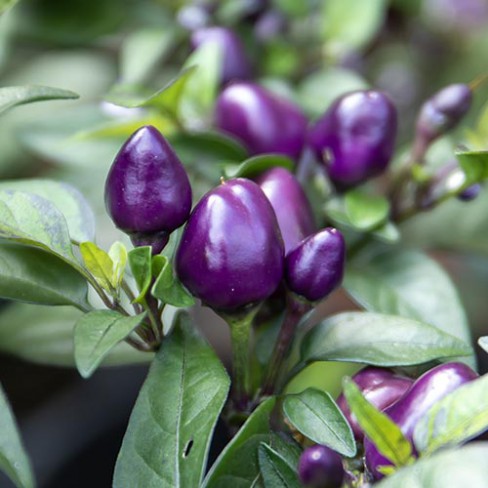 Pot Pepper Dwarf Little Blue