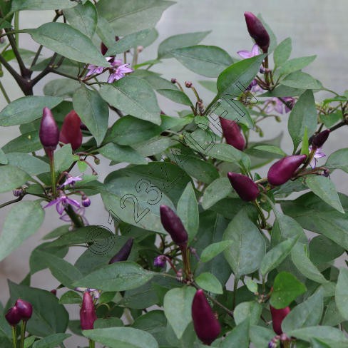 Hot pot pepper Explosive Ember