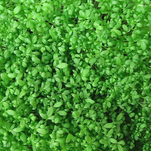 Curly Cress