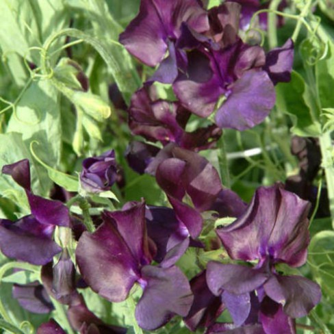 Sweet Pea Royal Family Maroon