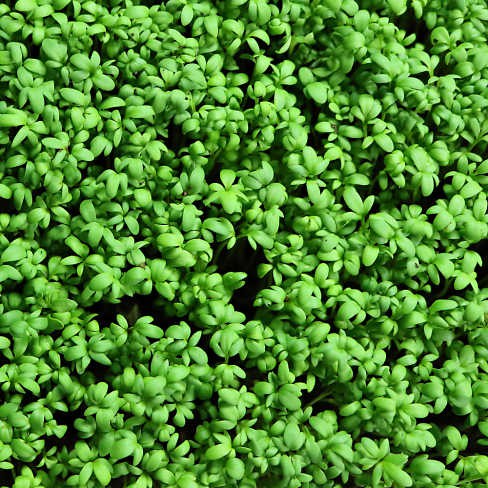 Common Cress