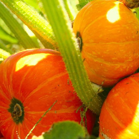 how to cook golden nugget pumpkin