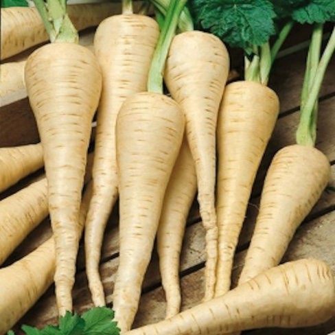 Parsnip Half long white