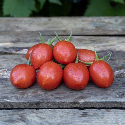 Plum tomato Fiaschetto di Manduria