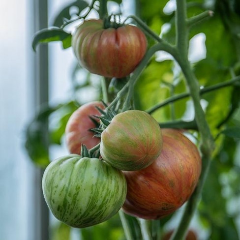 Beefstake tomato Hippie Zebra