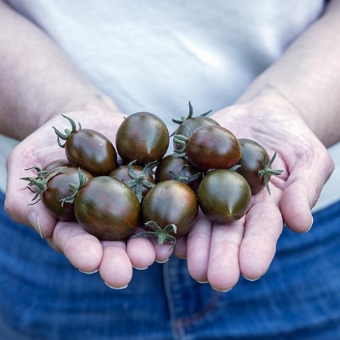 Cherry tomato Cookie Select - Vegetable seeds