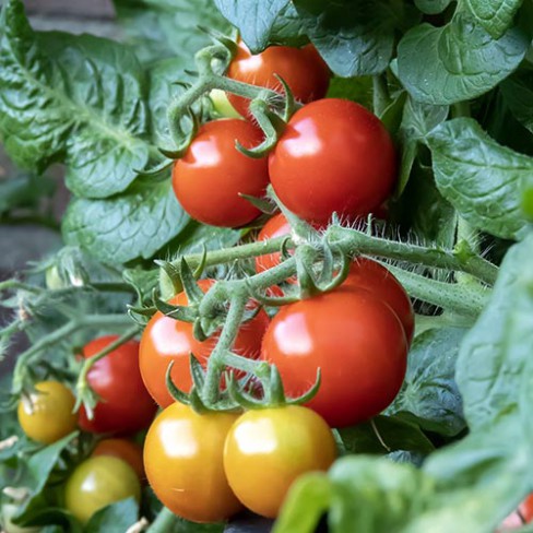 Micro tomato Micro-Tina