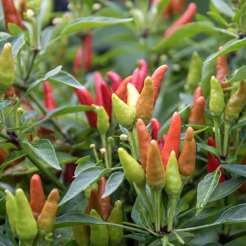 Hot pot pepper Candlelight - Vegetable seeds