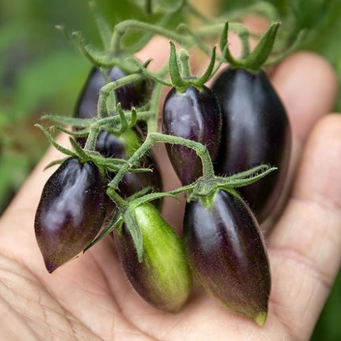 Cherry tomato Kleiner Anton