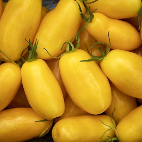 Plum tomato San Marzano yellow