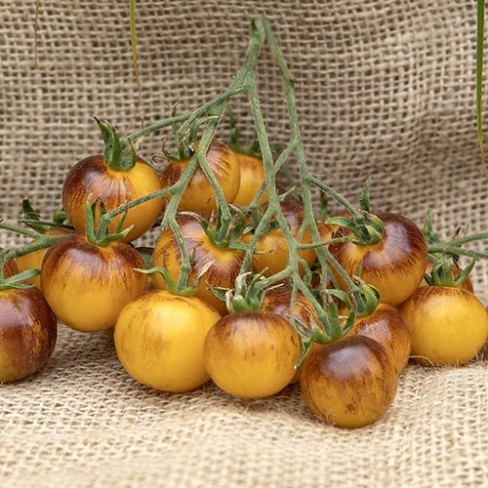 Cherry tomato Awesome Emma