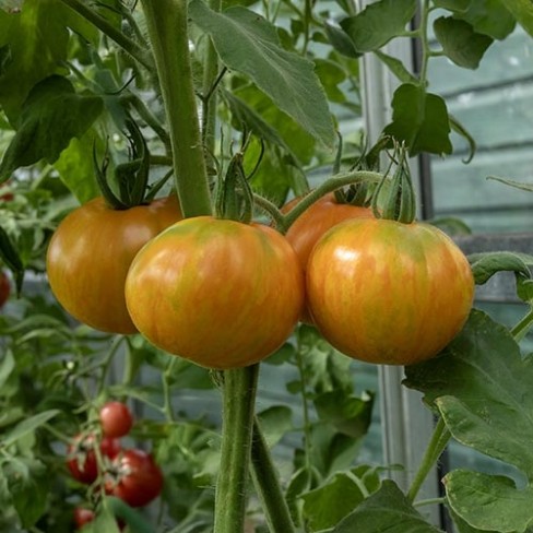 Tomato Lava Flow