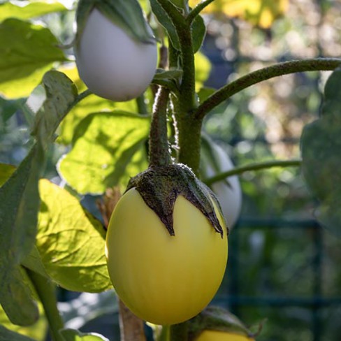 Aubergine Golden Eggs