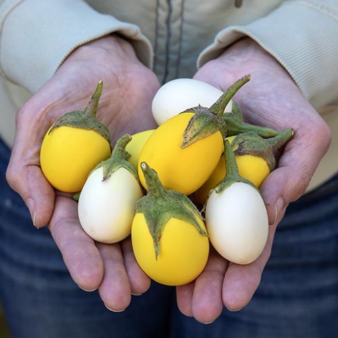 Aubergine Golden Eggs
