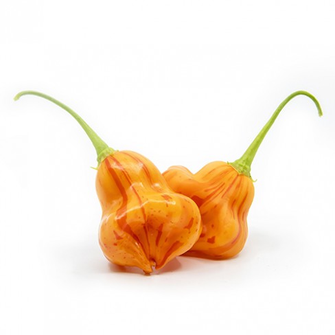 Hot pepper Zebrange - New 2026 - New seeds