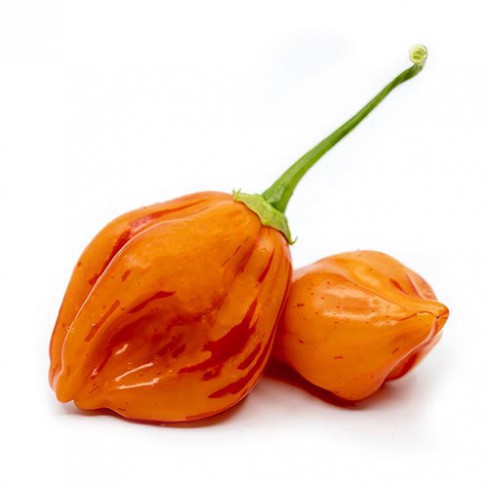 orange tyger chilli