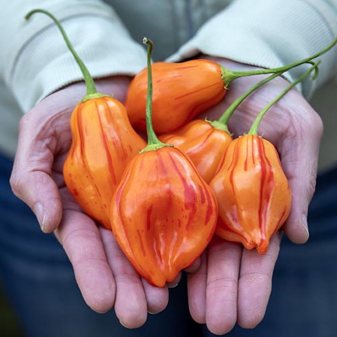 orange tyger chilli