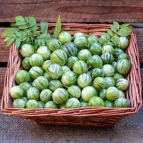 Mini Pepino (Tzimbalo)